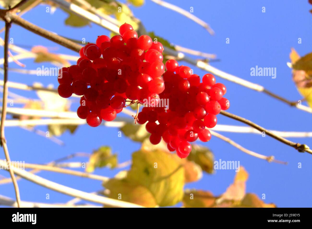 common snowball 2 Stock Photo - Alamy