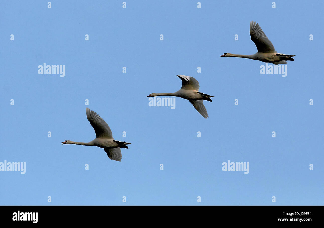 swans swan float three levitation fly flies flys flying hckerschwan ...