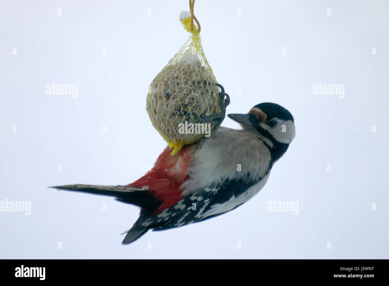 bird birds woodpecker birdseed homey domestic major dumpling dumplings ...