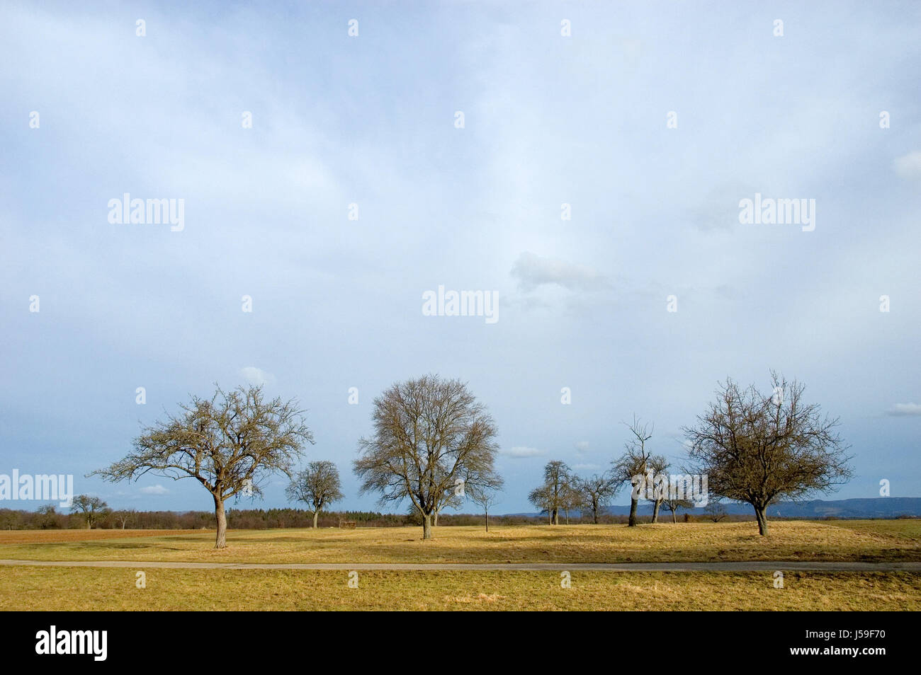 tree trees winter dirt road apple tree branch fruit-tree path way ...