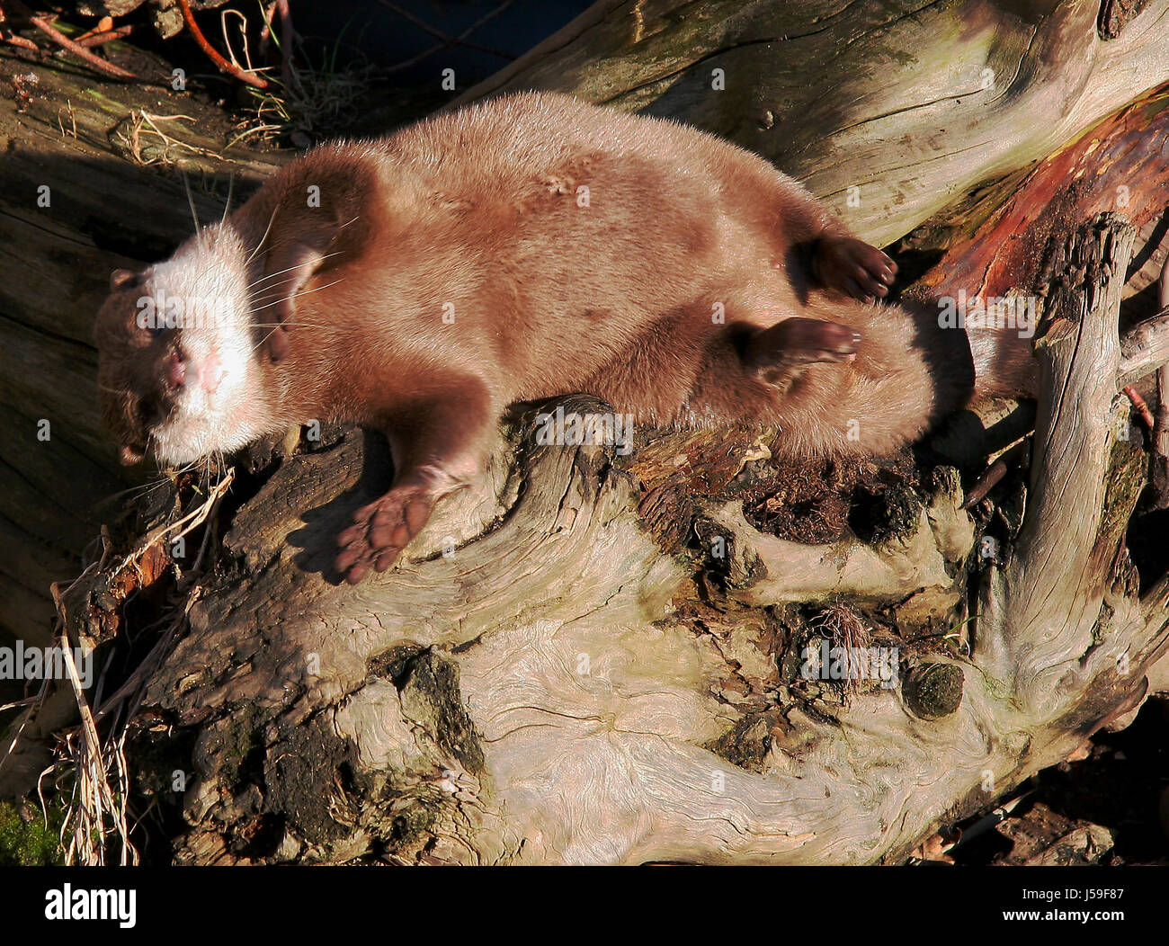 hi buddy,how are you Stock Photo - Alamy