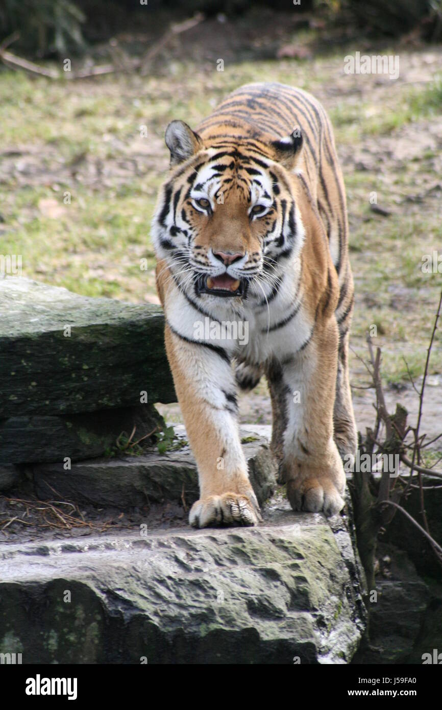 animal mouth teeth eye organ big cat feline predator eyes ears skin ...