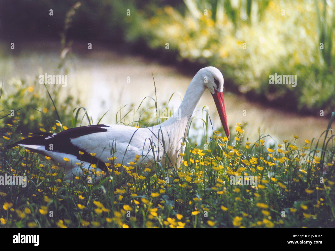 conservation of nature beak stork biotop migrant birds of passage beaks Stock Photo - Alamy