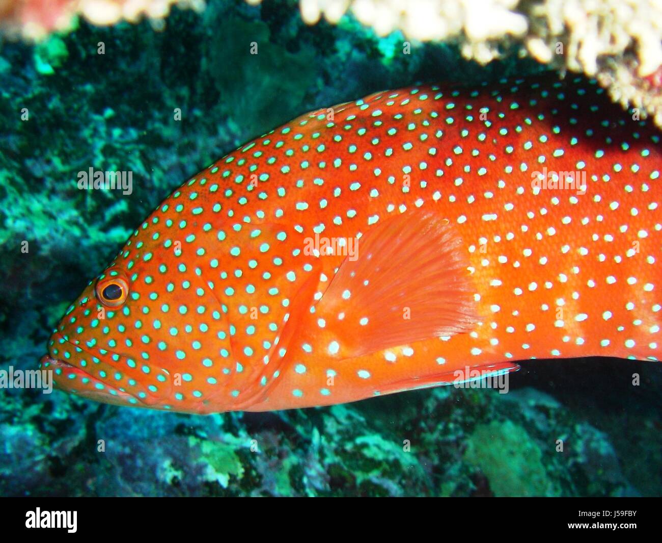 fish underwater dive harsh salt water sea ocean water zackenbarsch uw ...