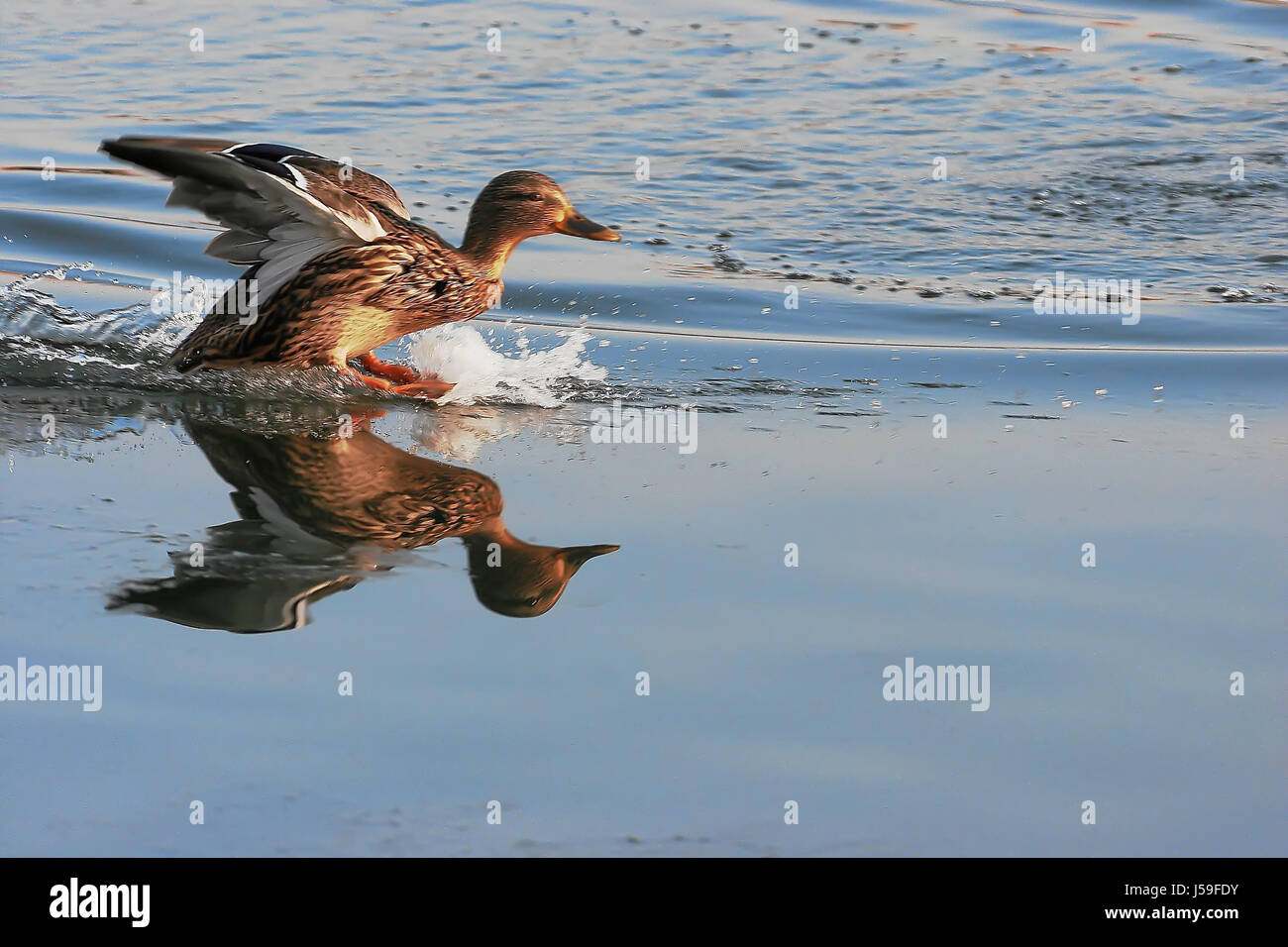 bird,birds,landing,waterfowls,waterfowl,mallard,flugstudie,ente im ...