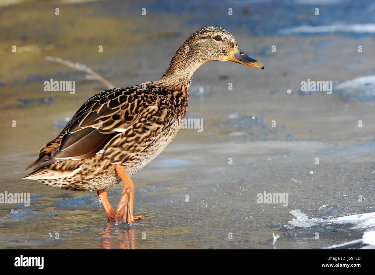 Waterfowl birds bird duck hi-res stock photography and images - Alamy