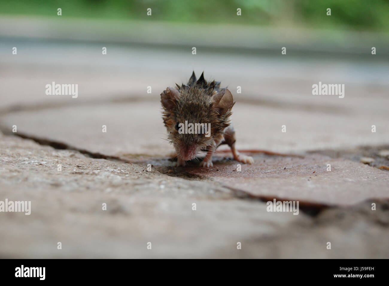 Exhausted rodent hi-res stock photography and images - Alamy