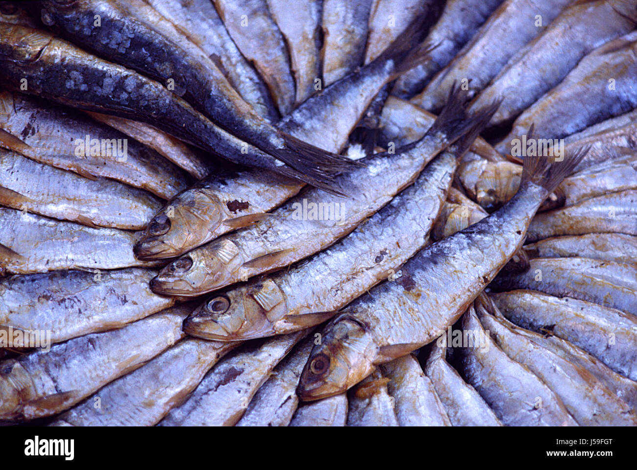 fish mallorca water mediterranean salt water sea ocean hovel mediterran ...