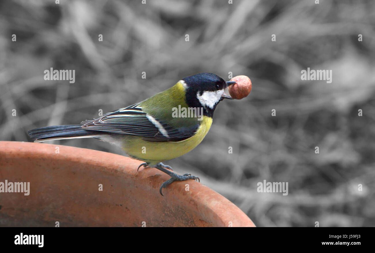 greedy animals,part 2 Stock Photo - Alamy