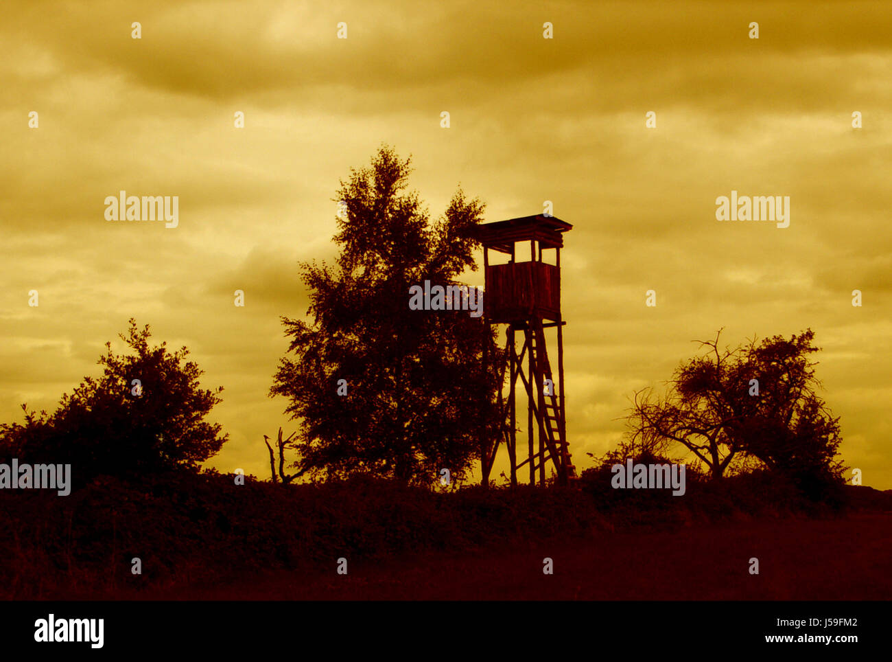 wait waiting hunt fields bush hedge deerstand forestry hunting chase ...