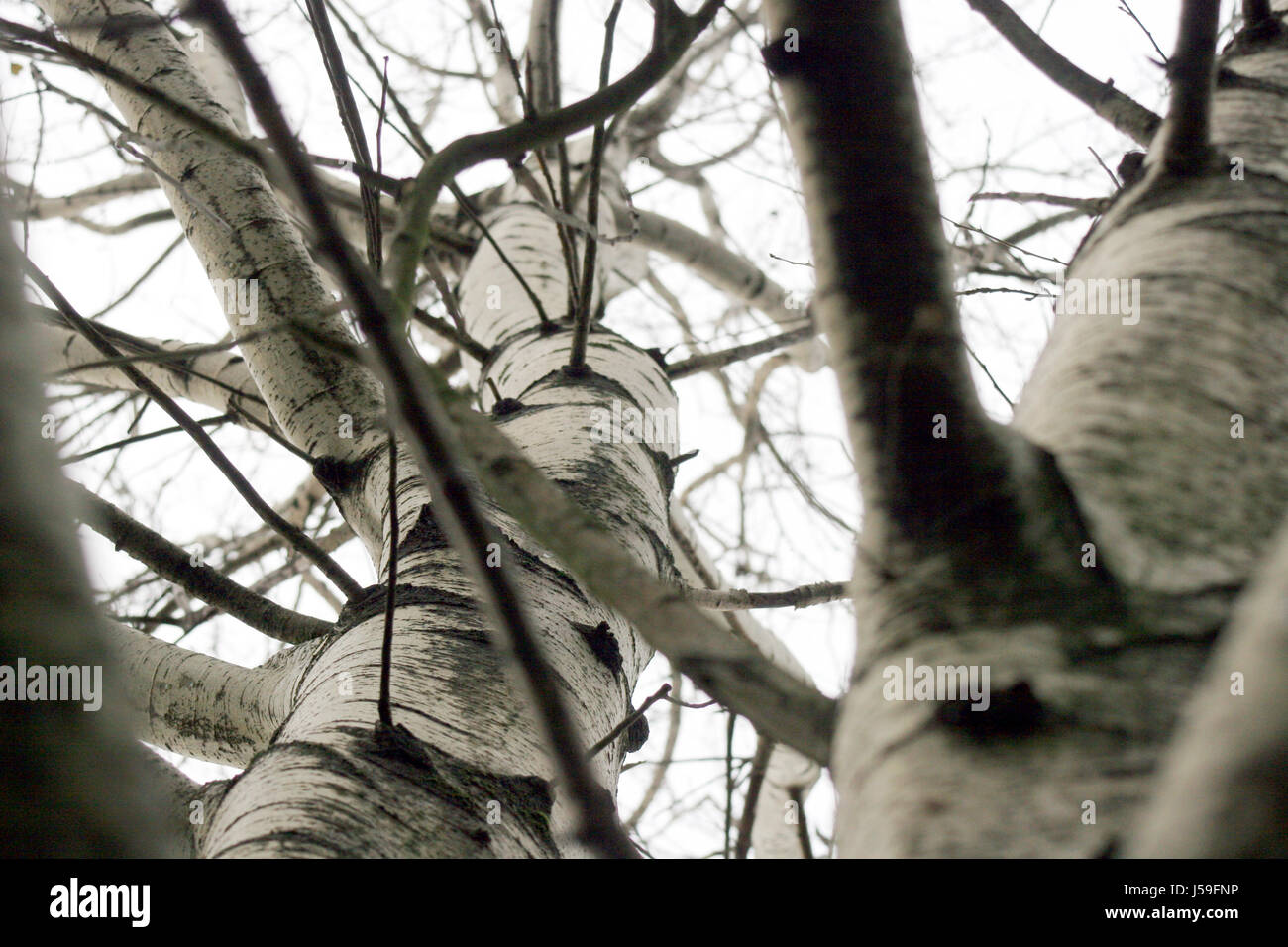 tree trees winter bw birches branches branch branchage birch head of a ...
