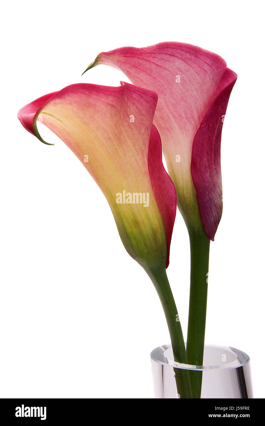 Calla Cut Out Stock Images & Pictures - Alamy