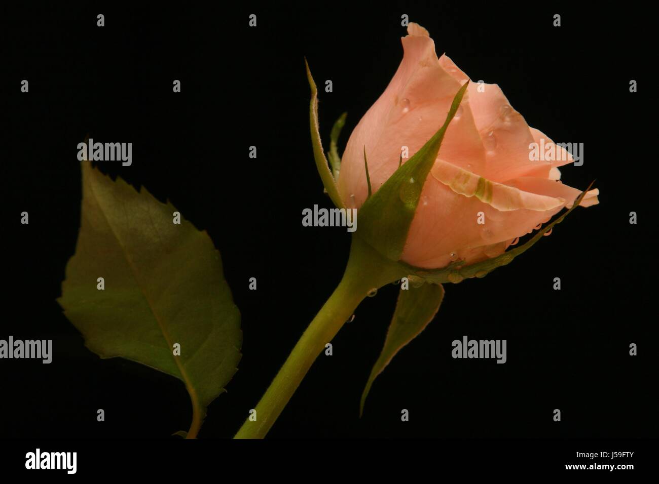 Rose portrait hi-res stock photography and images - Alamy