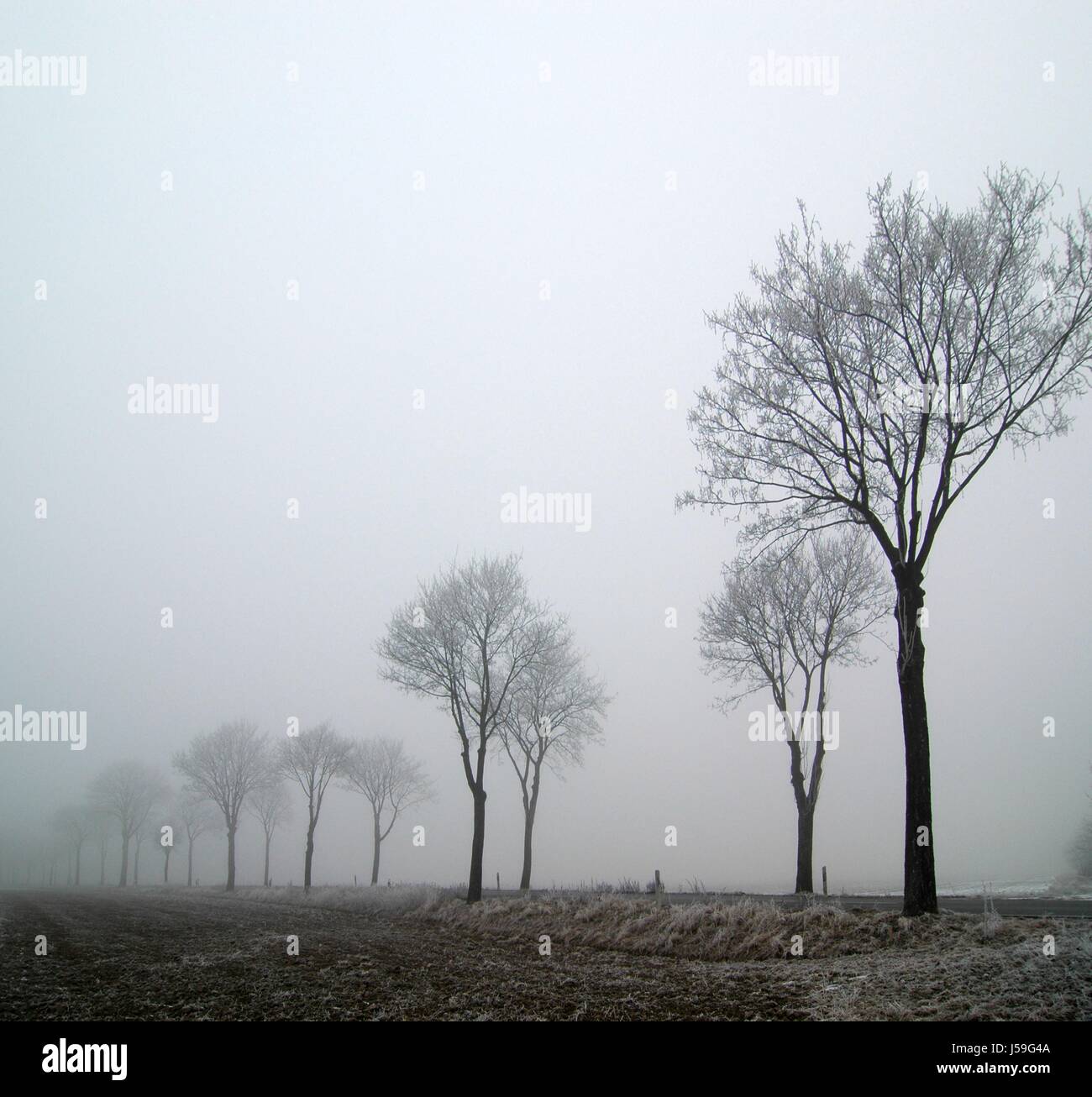 tree trees winter cold sad fog monochrome foggy sparse stinted alone ...