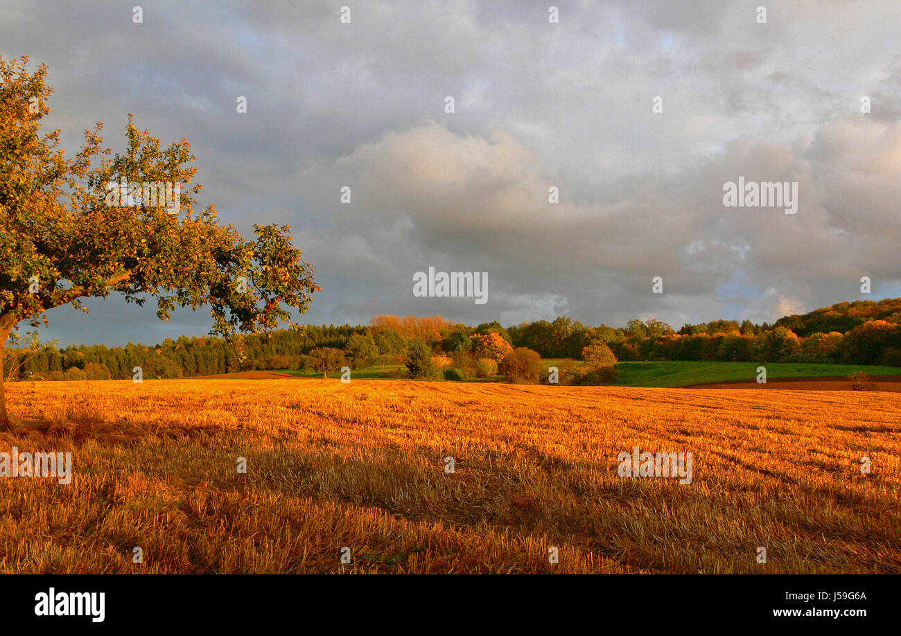 corridor shine shines bright lucent light serene luminous tree trees ...