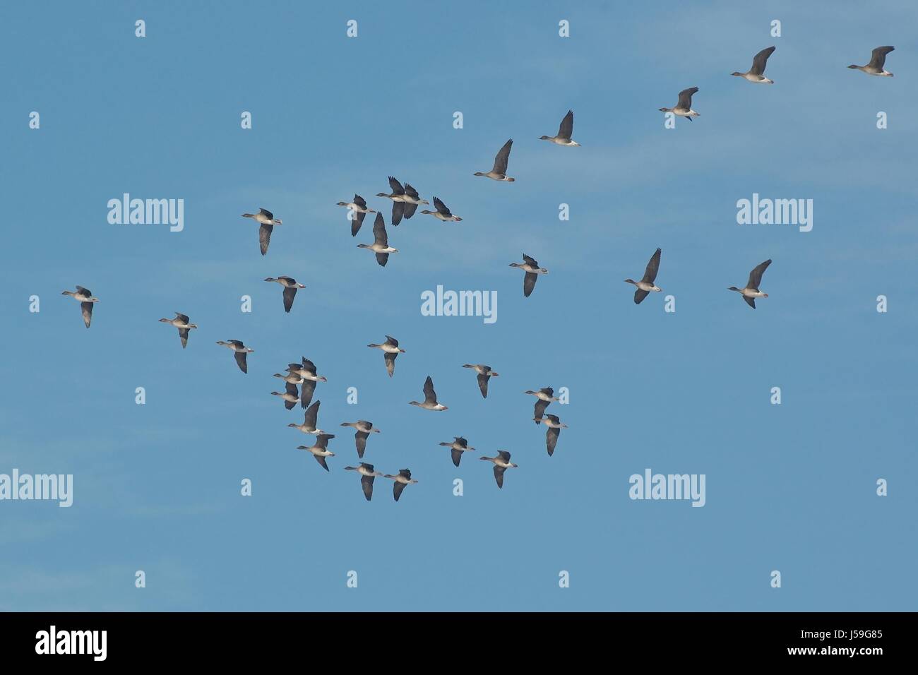 flight eight geese swarm school goose migrant birds of passage group bird swarm Stock Photo - Alamy