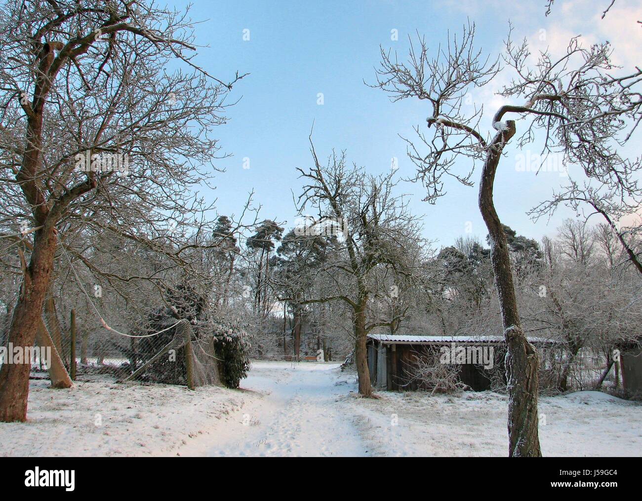 hall tree trees garden winter fence stable gardens path way snow stall ...