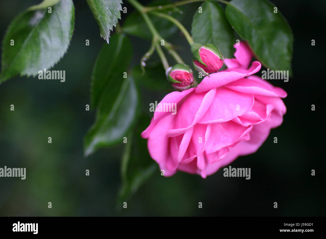 feeling emotions flower rose plant summer summerly thorns buds ...