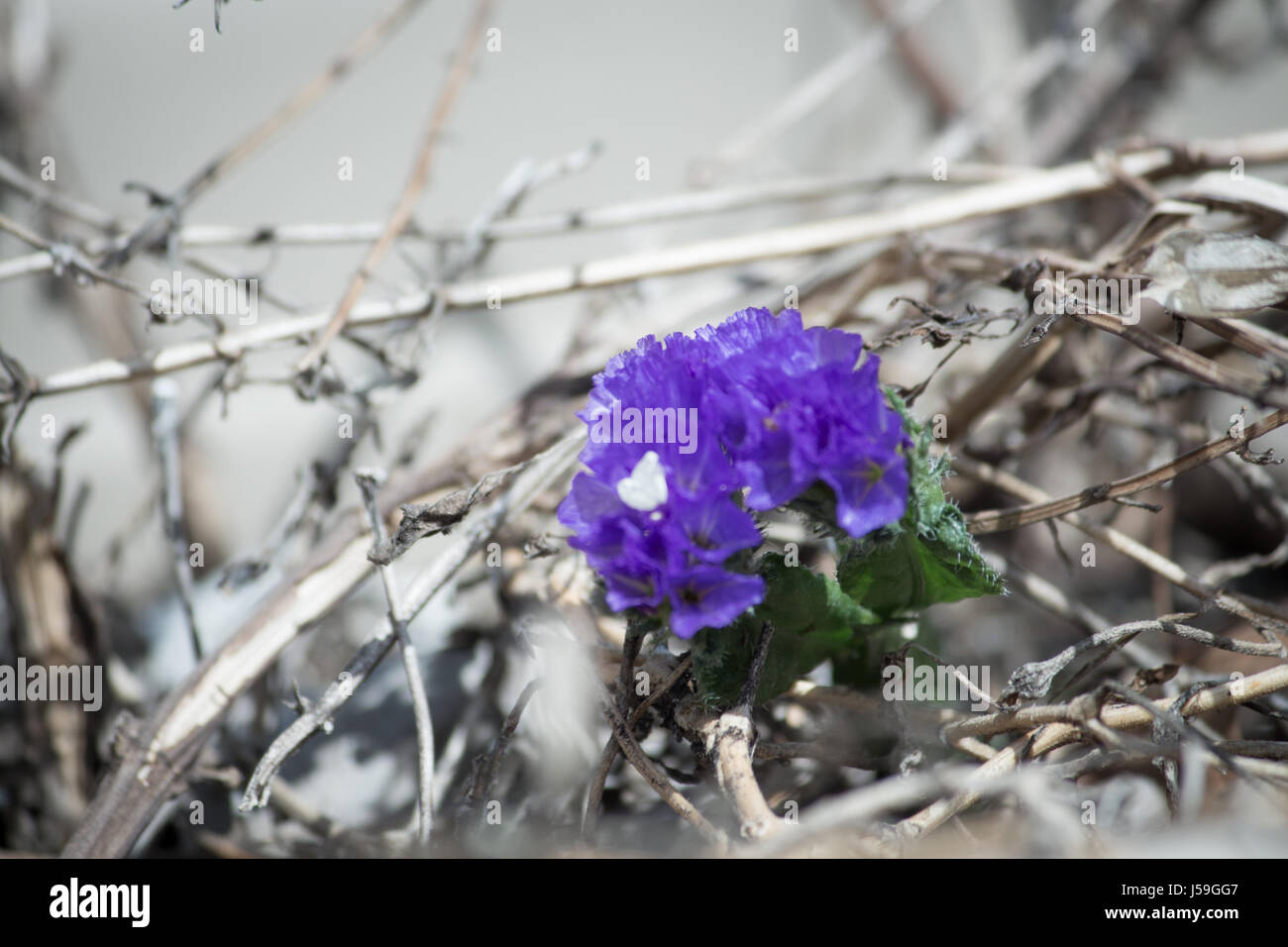 Dead weeds hi-res stock photography and images - Alamy