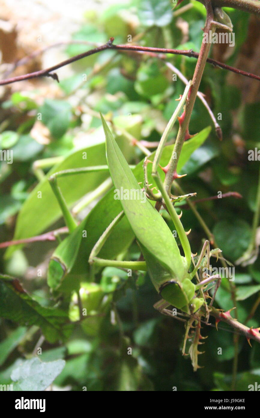 Mantodea not mantis hi-res stock photography and images - Alamy