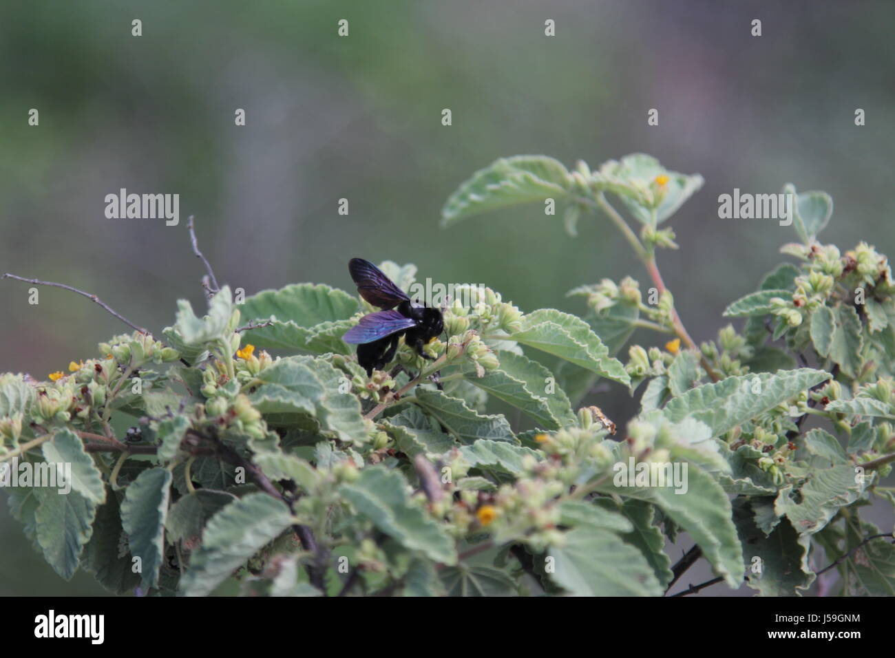 Galapagos insect hi-res stock photography and images - Alamy