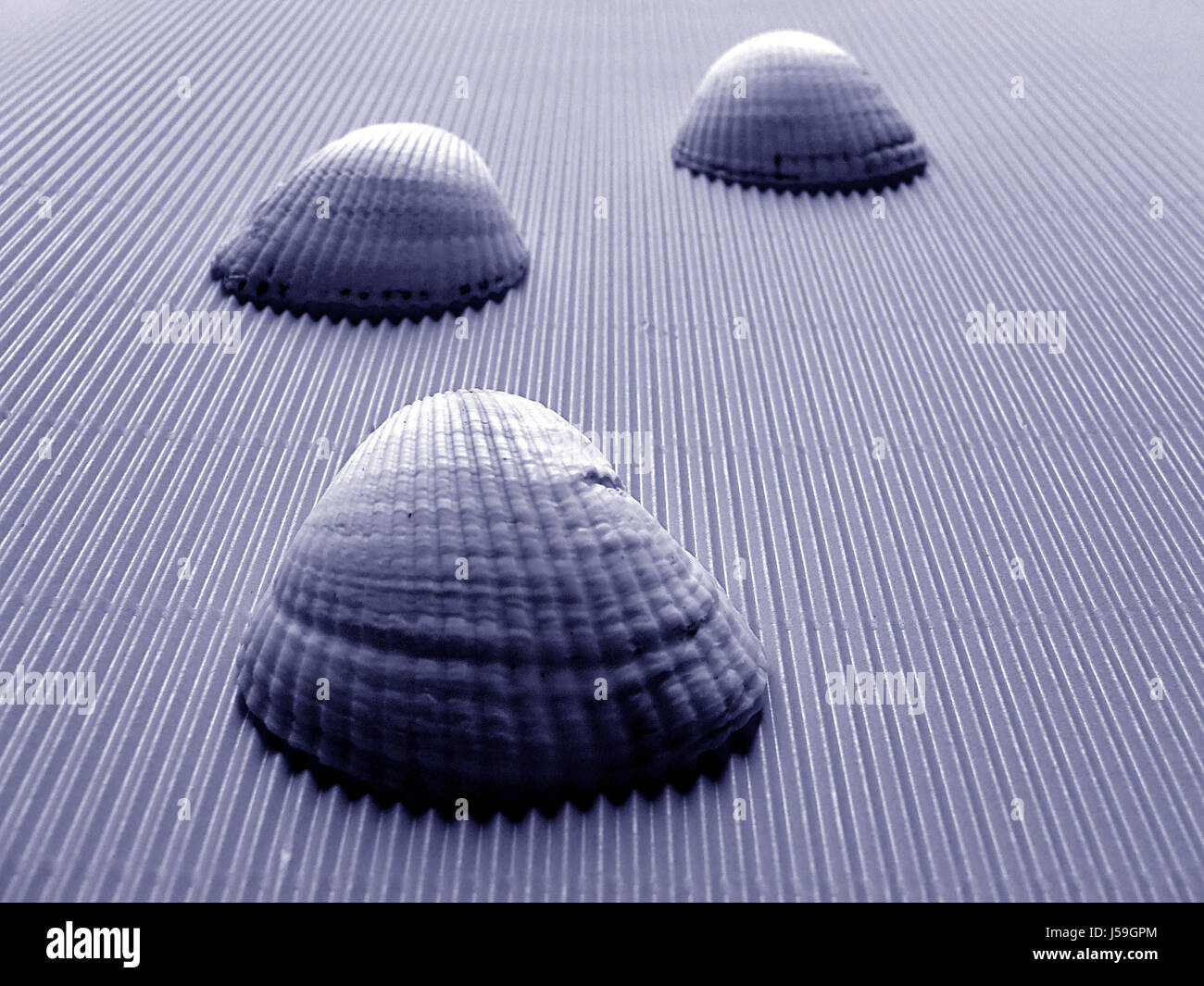 the path of shells Stock Photo - Alamy