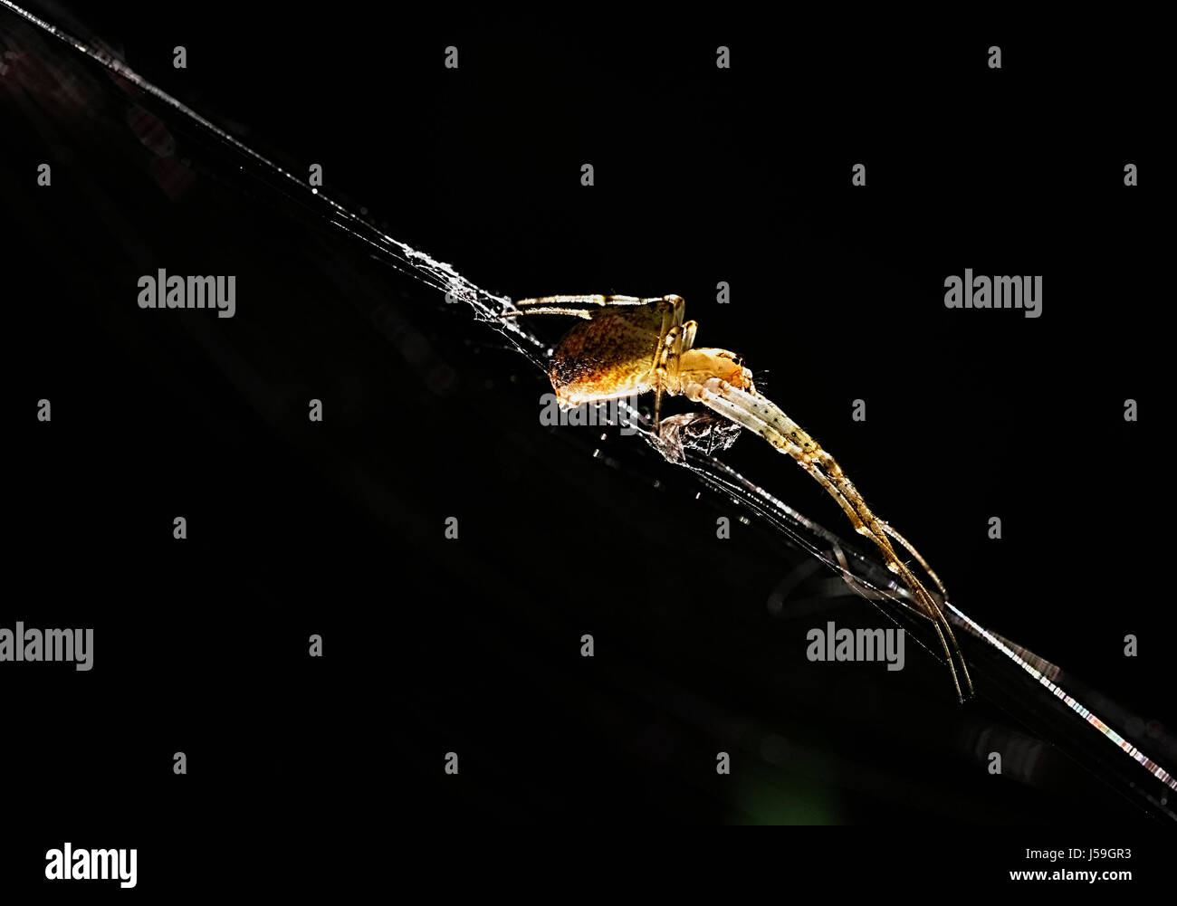 Strecker hi-res stock photography and images - Alamy