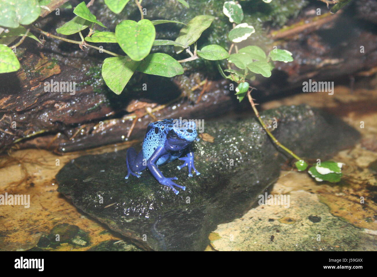 a blue frog Stock Photo - Alamy