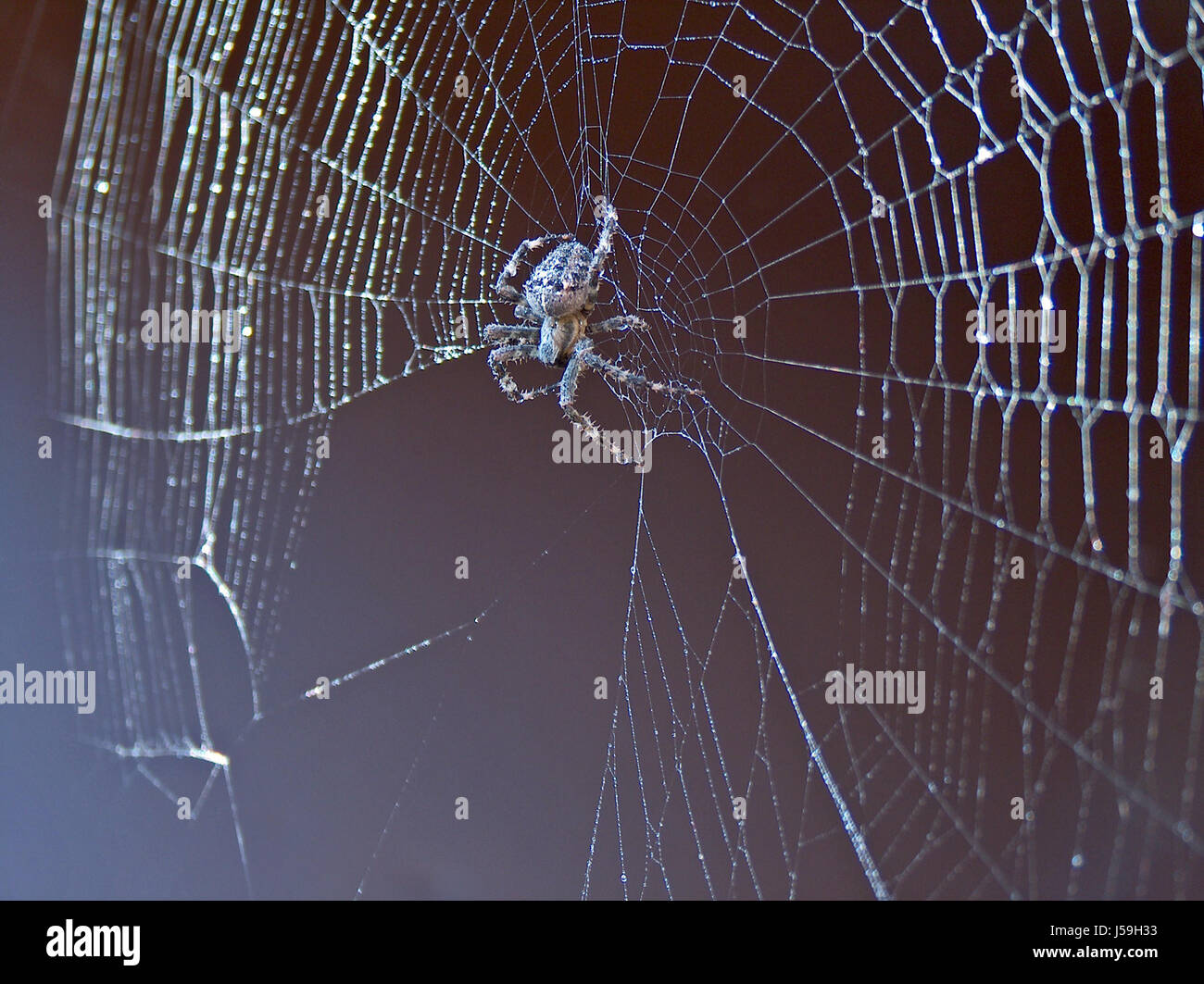 spider in the web Stock Photo - Alamy