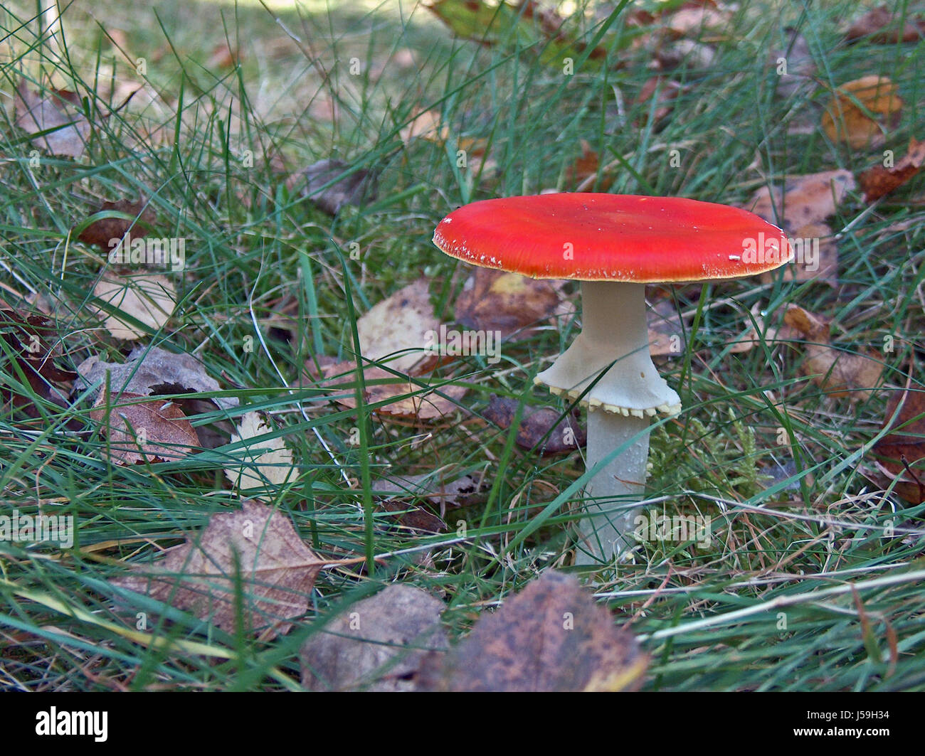 toadstool without dots Stock Photo - Alamy