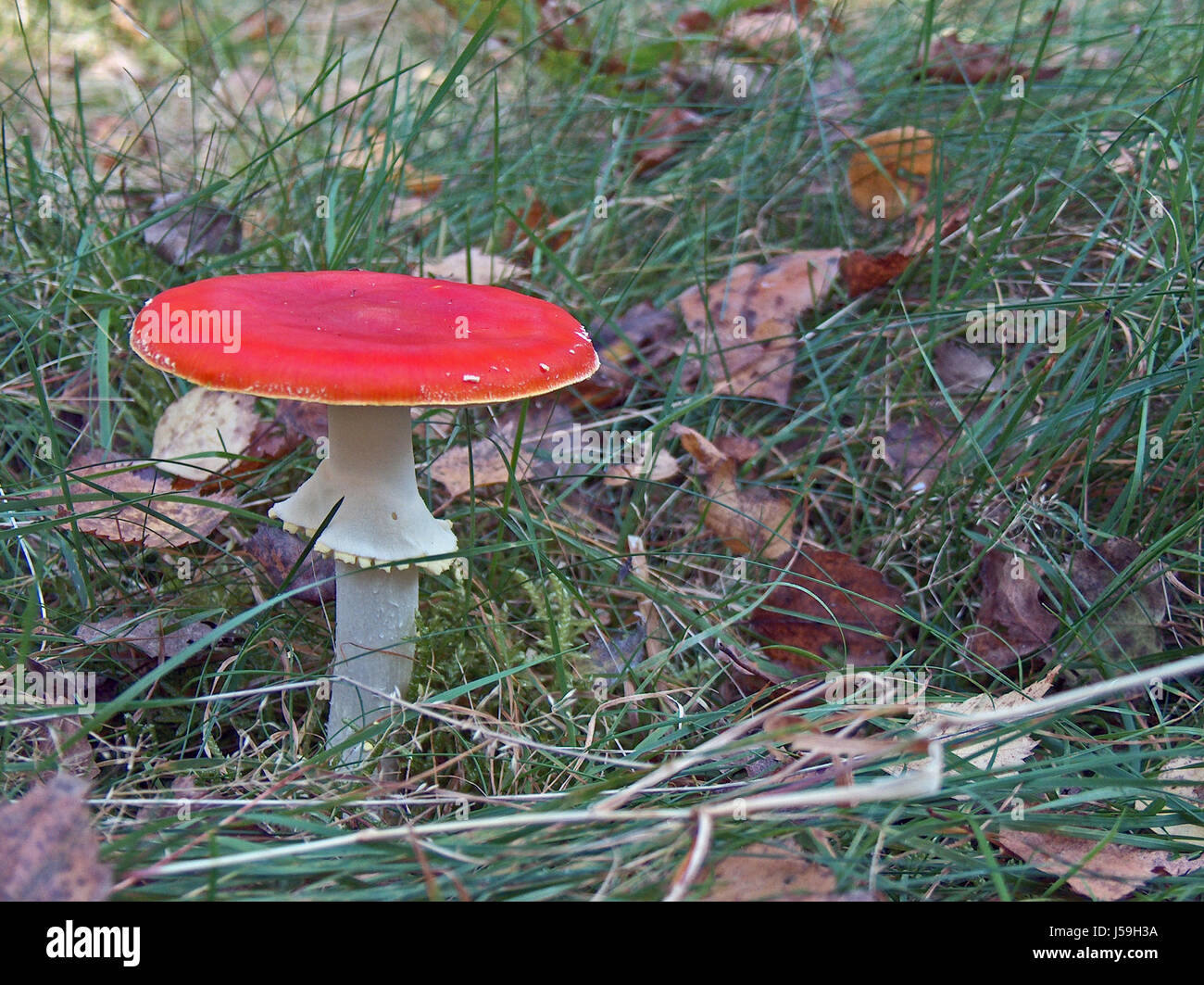 toadstool without dots Stock Photo - Alamy