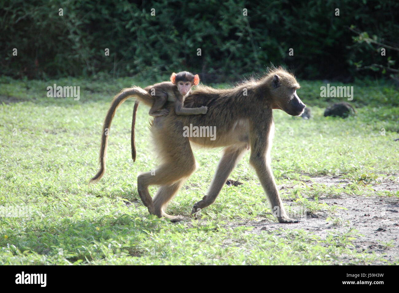 Monkeys riding hi-res stock photography and images - Alamy