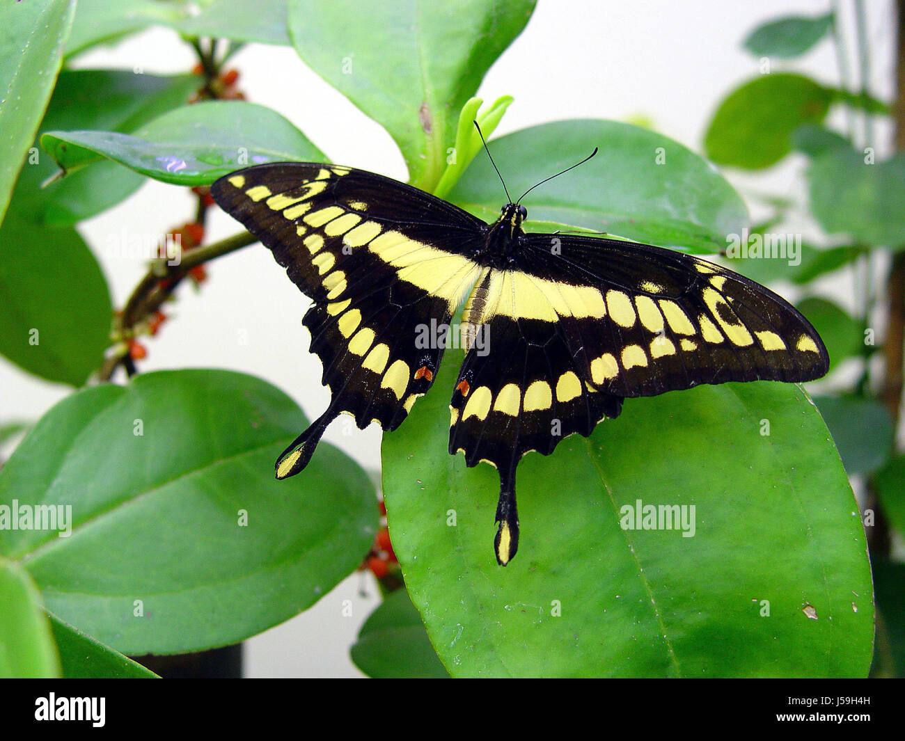 Paeon hi-res stock photography and images - Alamy