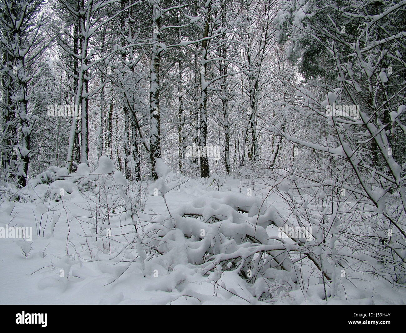 snow forest pure Stock Photo - Alamy