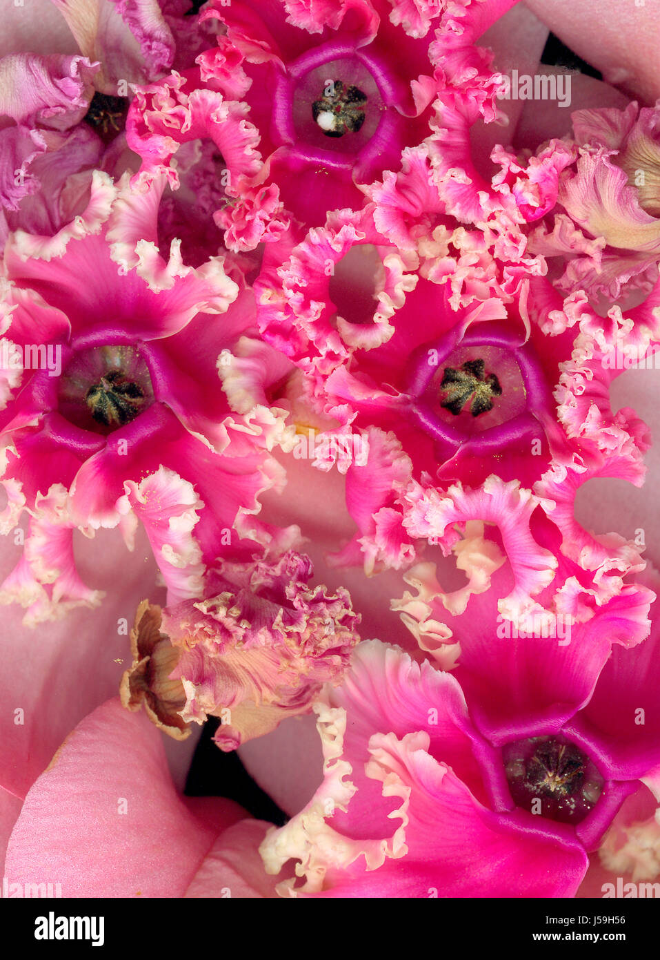 flowers - ruffles Stock Photo - Alamy