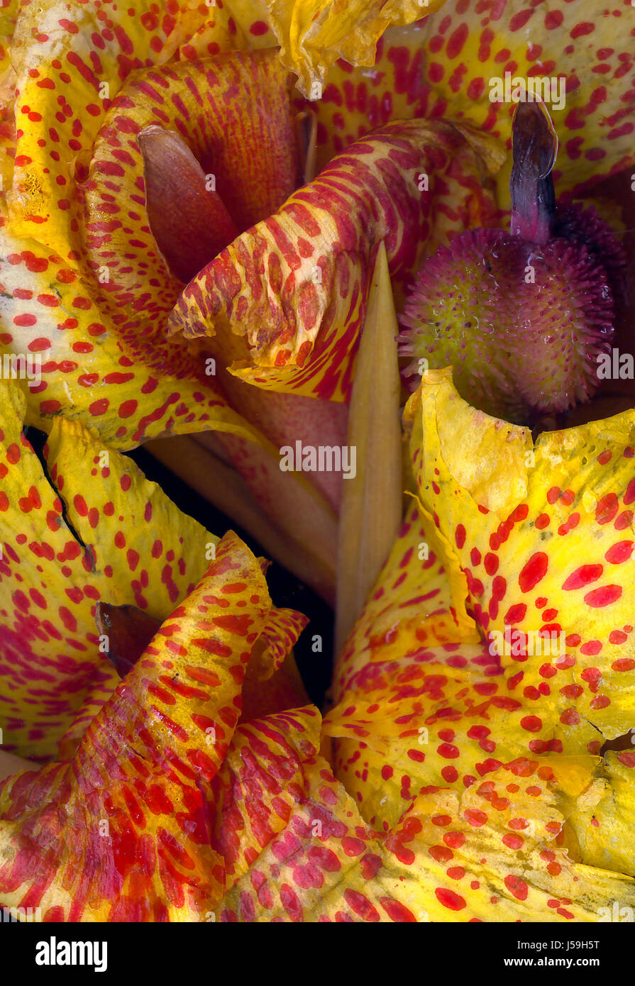 Lappig hi-res stock photography and images - Alamy