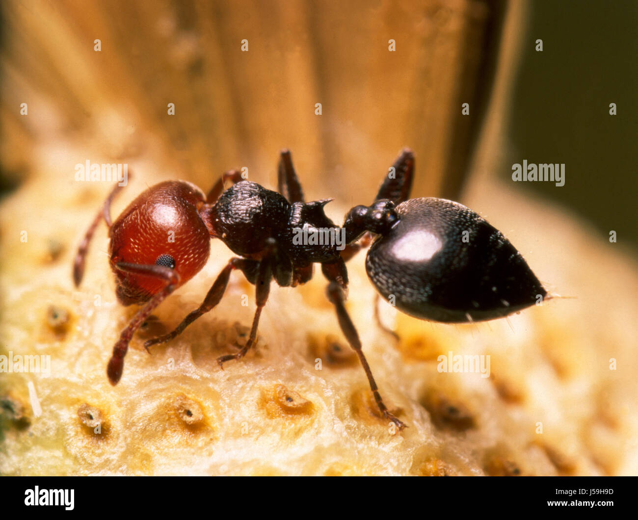 heart gaster ant Stock Photo - Alamy