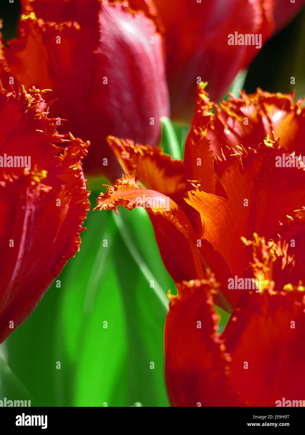 somehow i find Stock Photo - Alamy