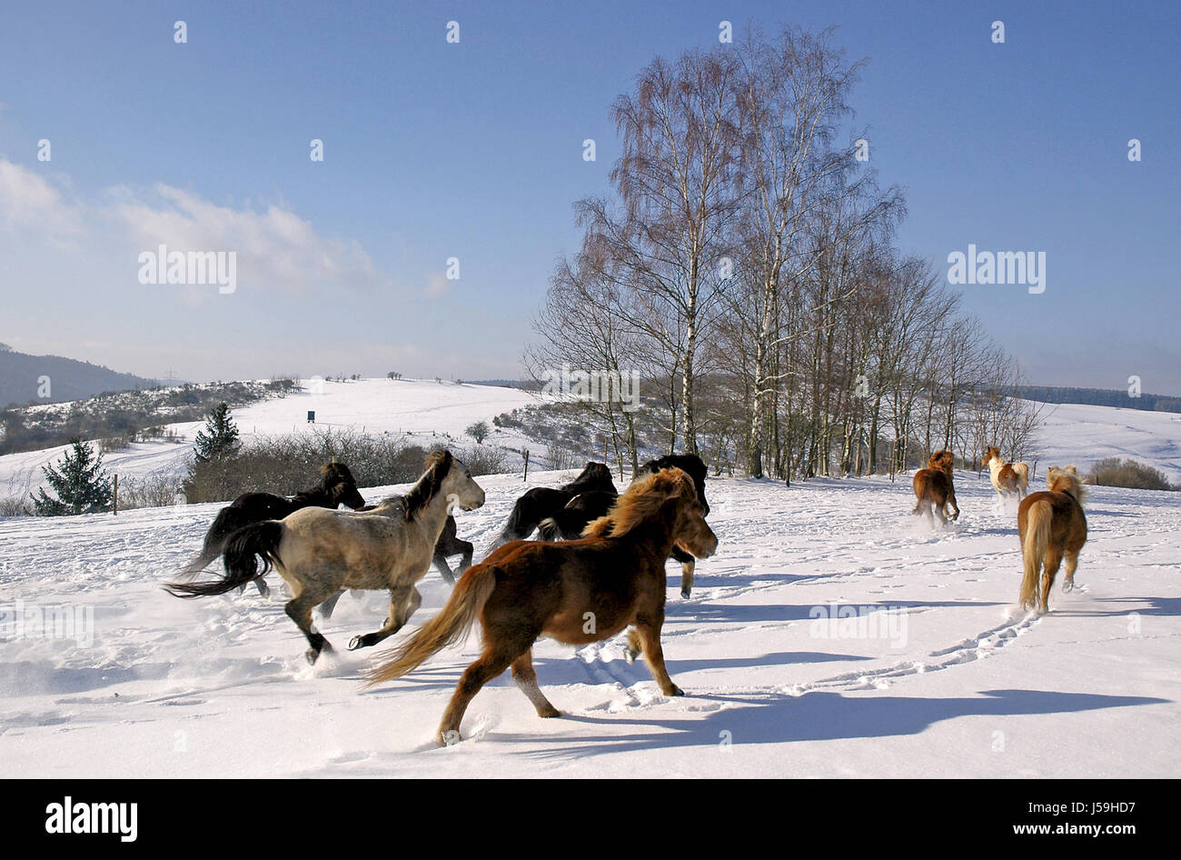 Wire birch hi-res stock photography and images - Alamy
