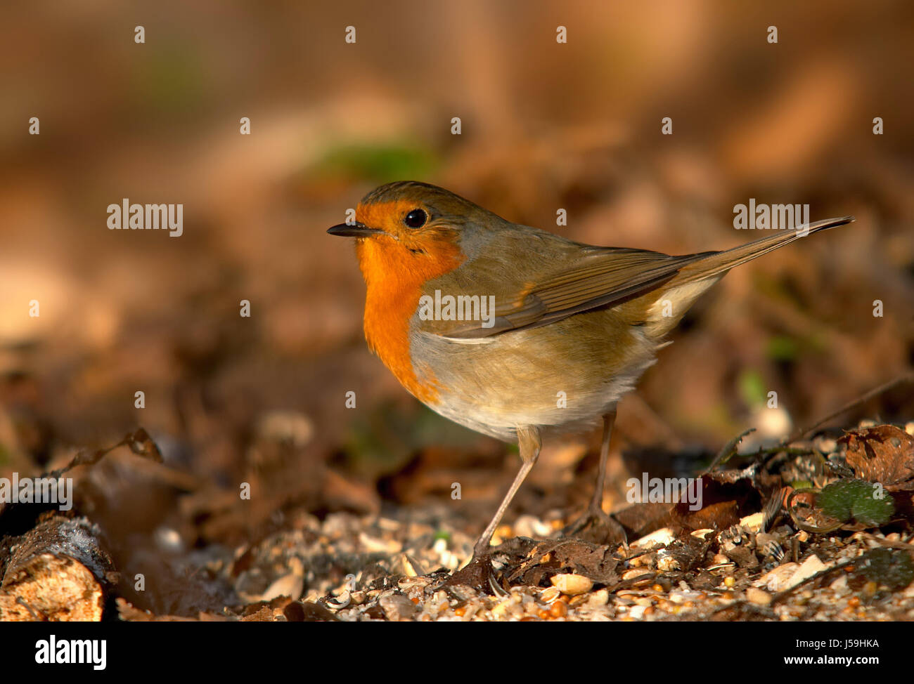 animal bird animals birds animal portrait coloured horizontal standing ...