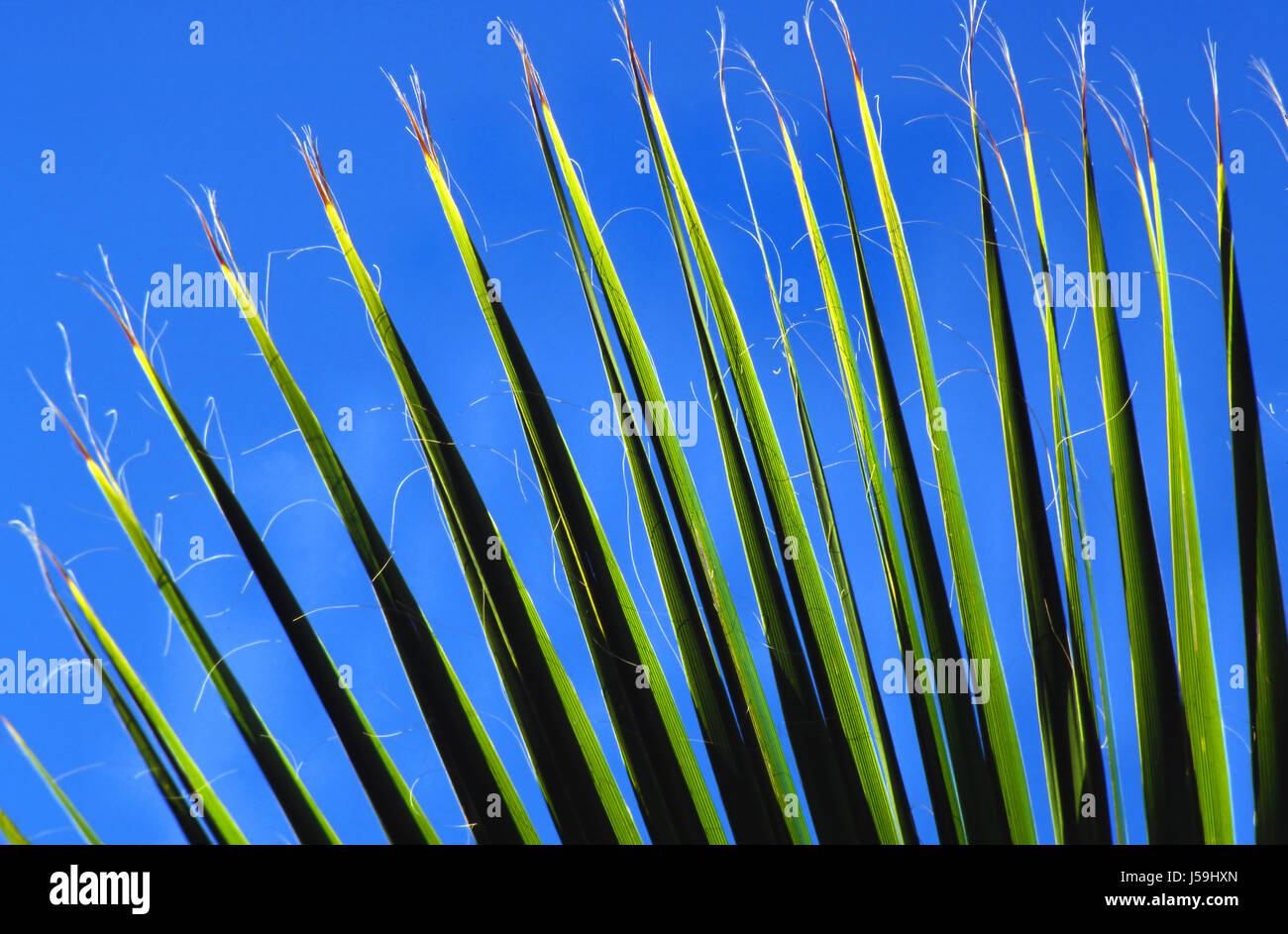 Palmenart hi-res stock photography and images - Alamy