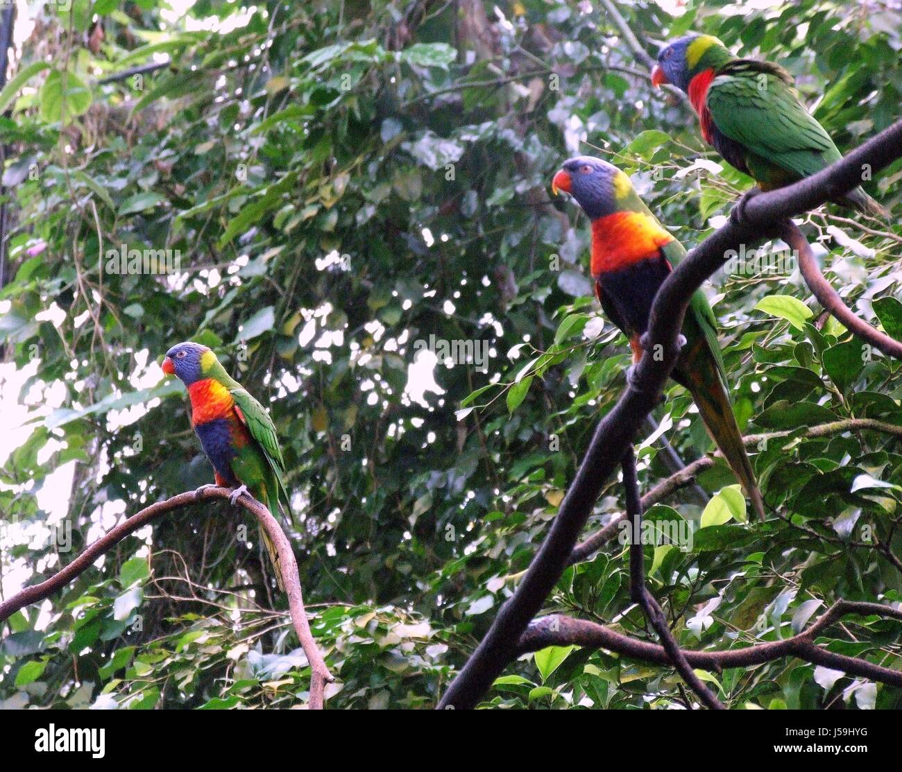 bird coloured colourful gorgeous multifarious richly coloured birds ...