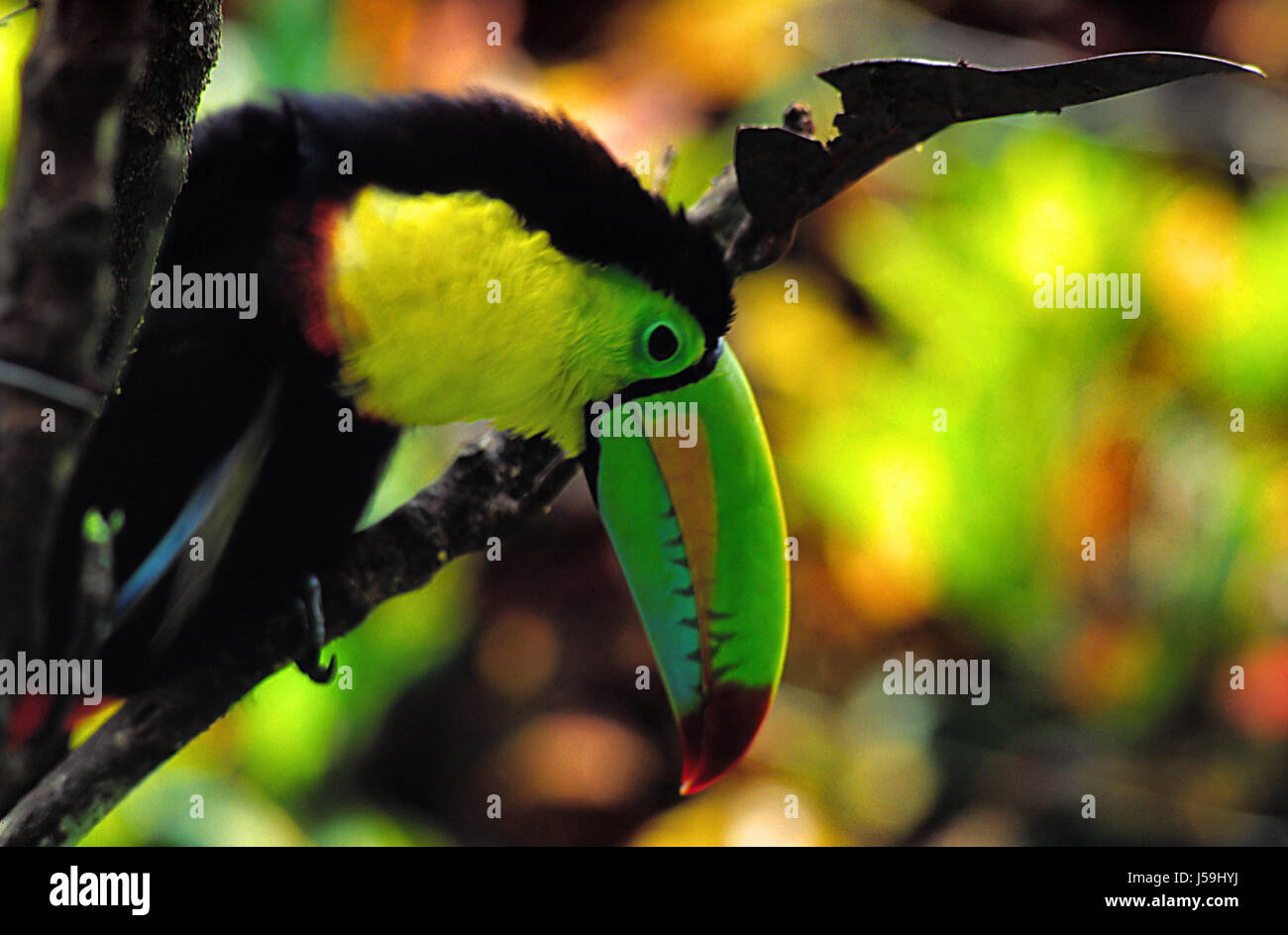 bird trunk coloured colourful gorgeous multifarious richly coloured ...
