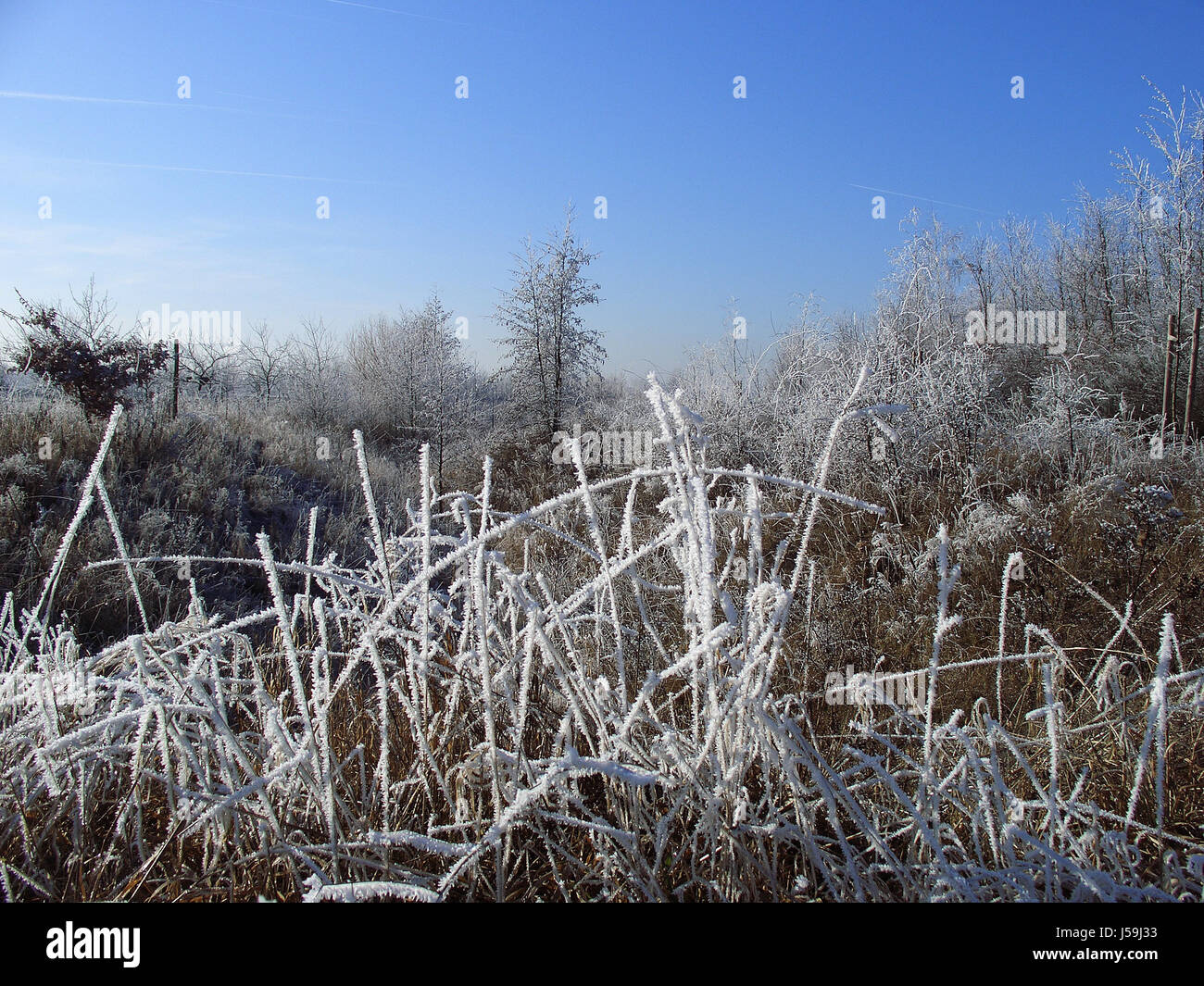 blue tree trees plant cold bushes ice spring frozen fields meadows ...
