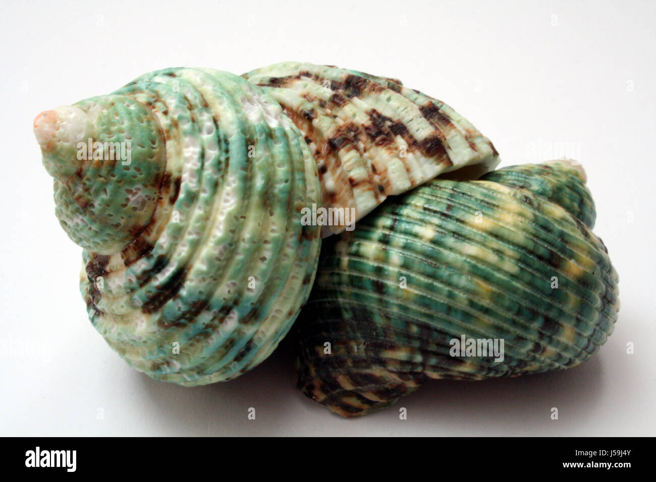 nacre spiral snail snail shell twisted sea animal cabinet housing salt ...