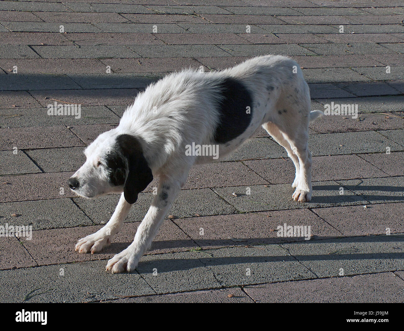 Strain dog hi-res stock photography and images - Alamy