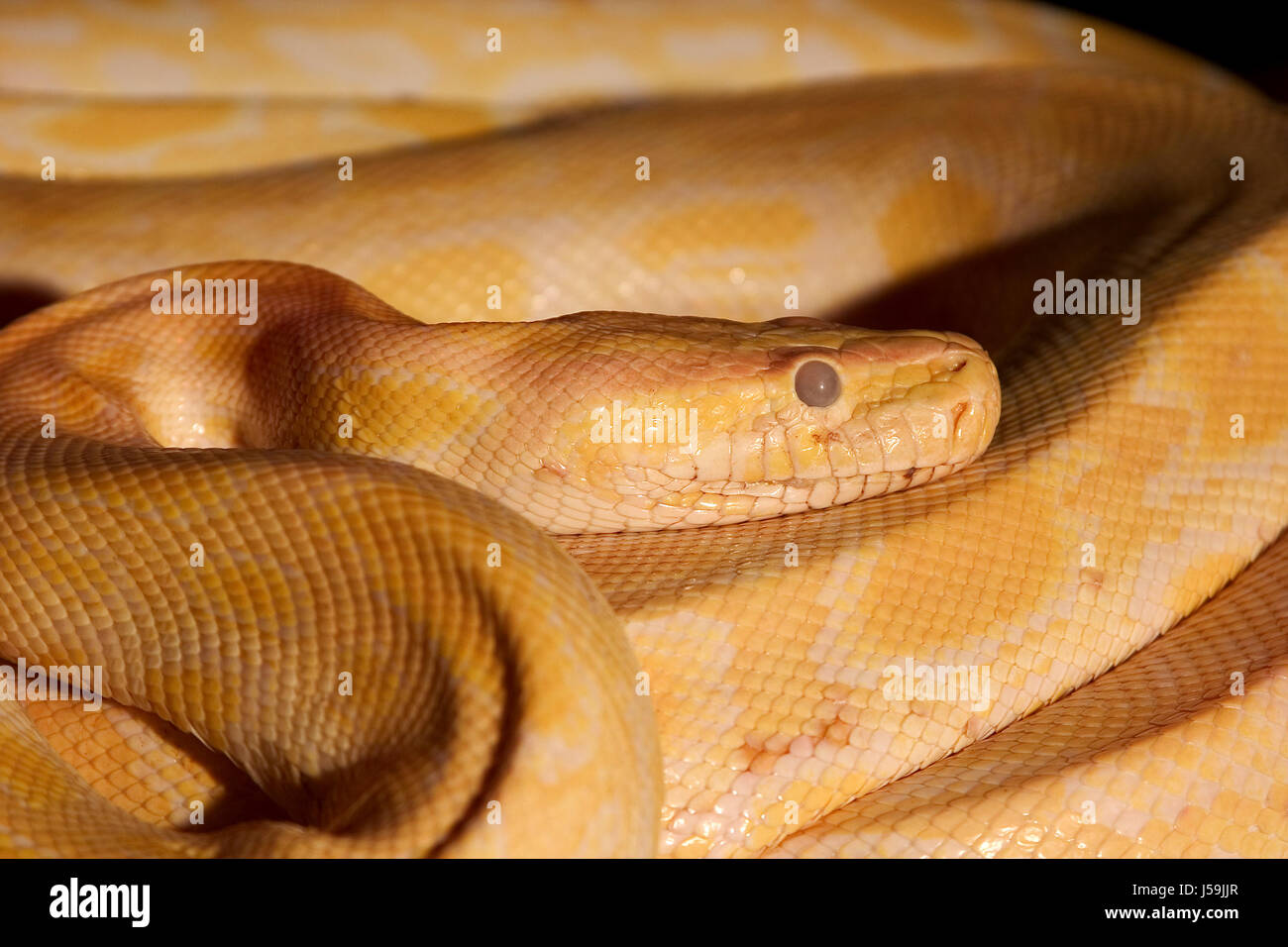 White python hi-res stock photography and images - Alamy