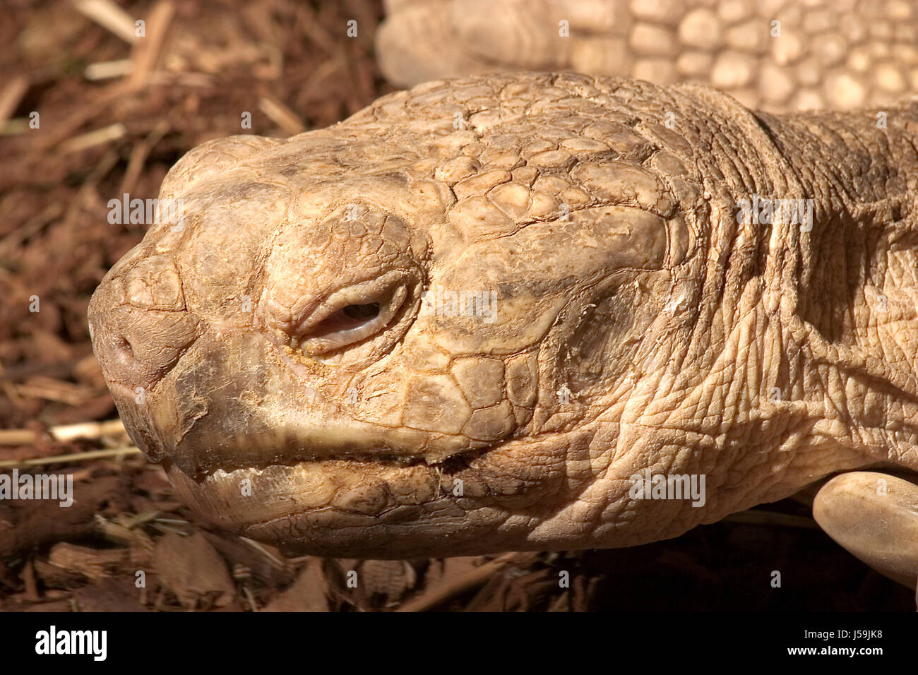 Tortoise head hi-res stock photography and images - Alamy