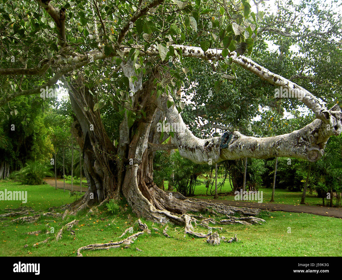 Buddhabaum hi-res stock photography and images - Alamy