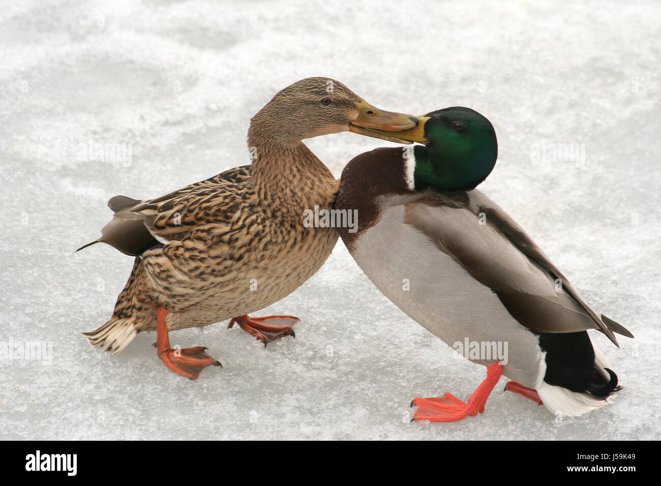 Kiss french hi-res stock photography and images - Alamy